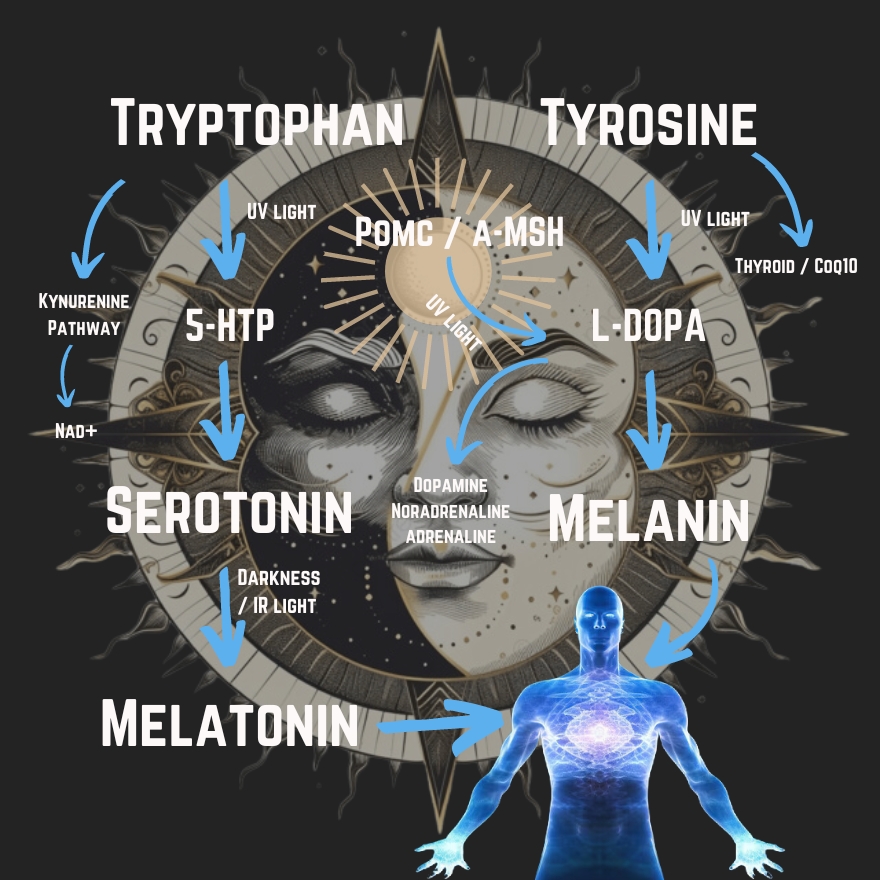 The essential molecule your body is lacking: Melanin. Its role in ...