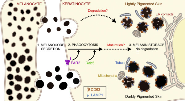 The essential molecule your body is lacking: Melanin. Its role in ...