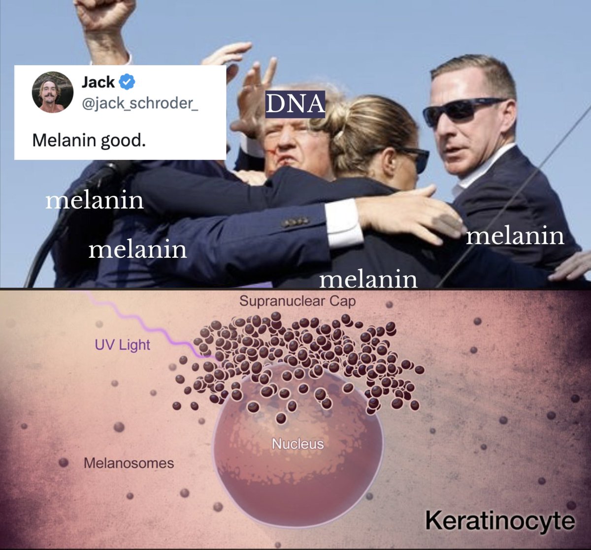 The essential molecule your body is lacking: Melanin. Its role in ...