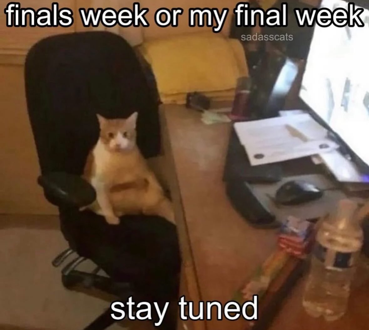 Finale Week Kat Meme