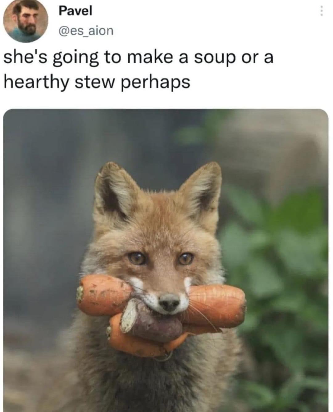 Fun Fact Fox Memes January's Critter Sighting Is The Coyote! Coyotes