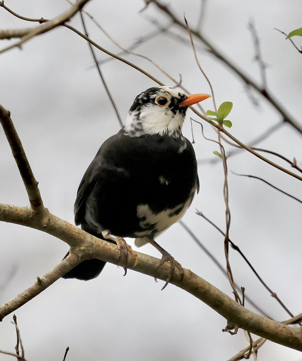 Home - Cornwall Birds (CBWPS)