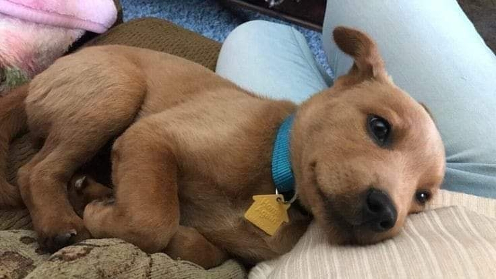 The Real Scooby Doo Dog