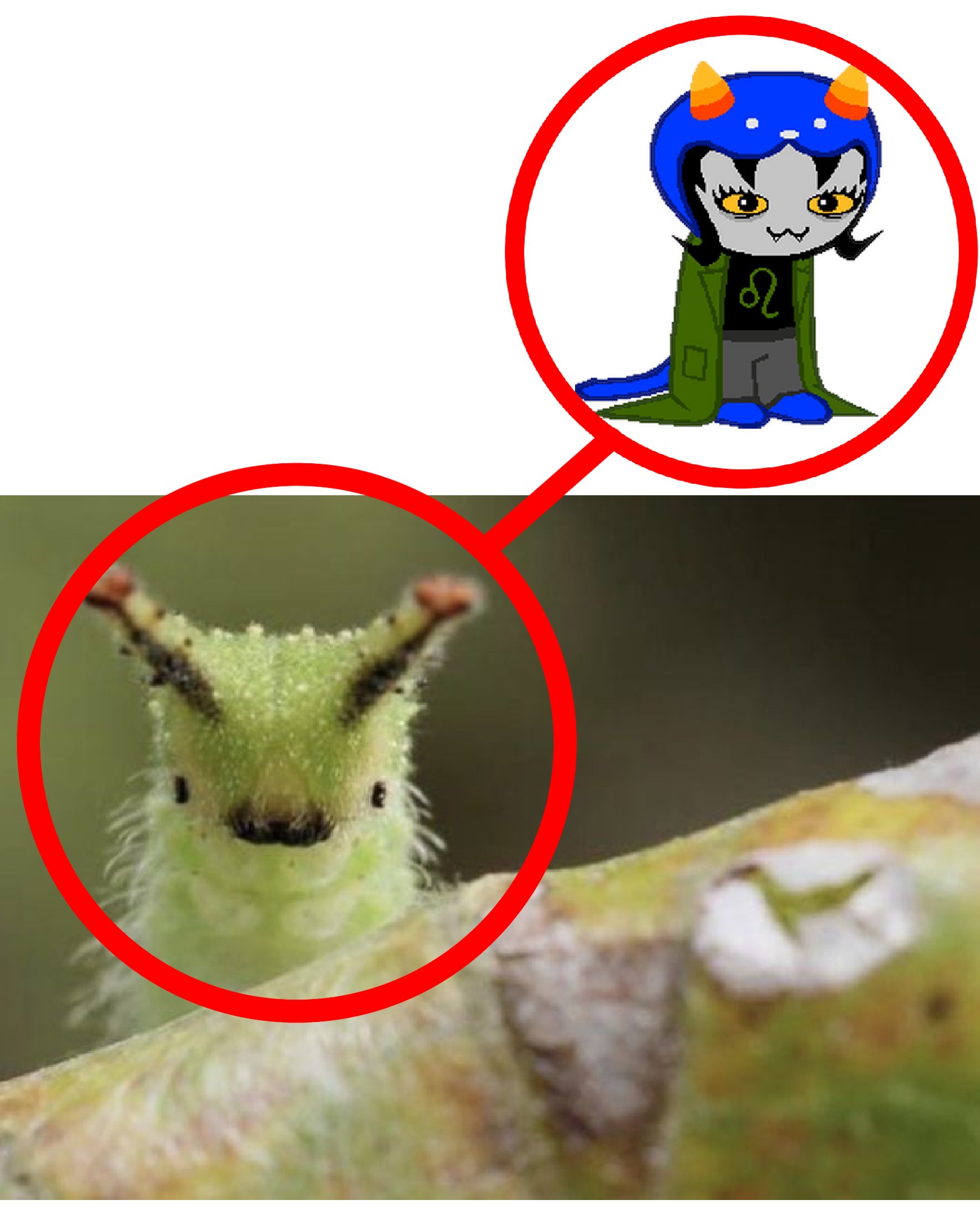 Homestuck Grub Sprites Sylph of Mind (@sylph.of.mind)’s Videos