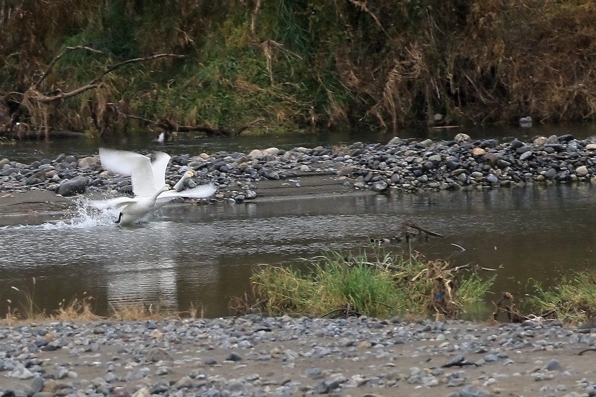 minechi(@minechi55) - Twilog (ツイログ)