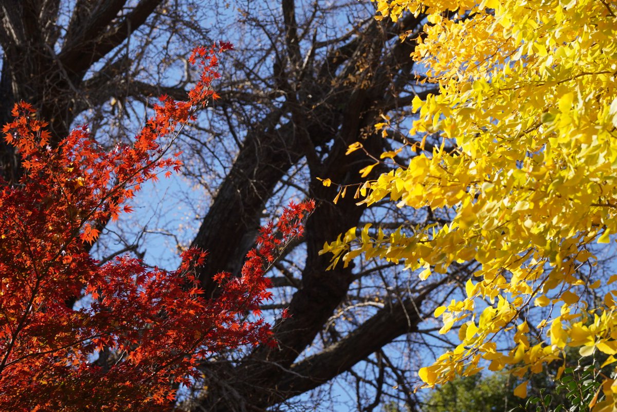 ジャバ仙人(@plus7) - Twilog (ツイログ)