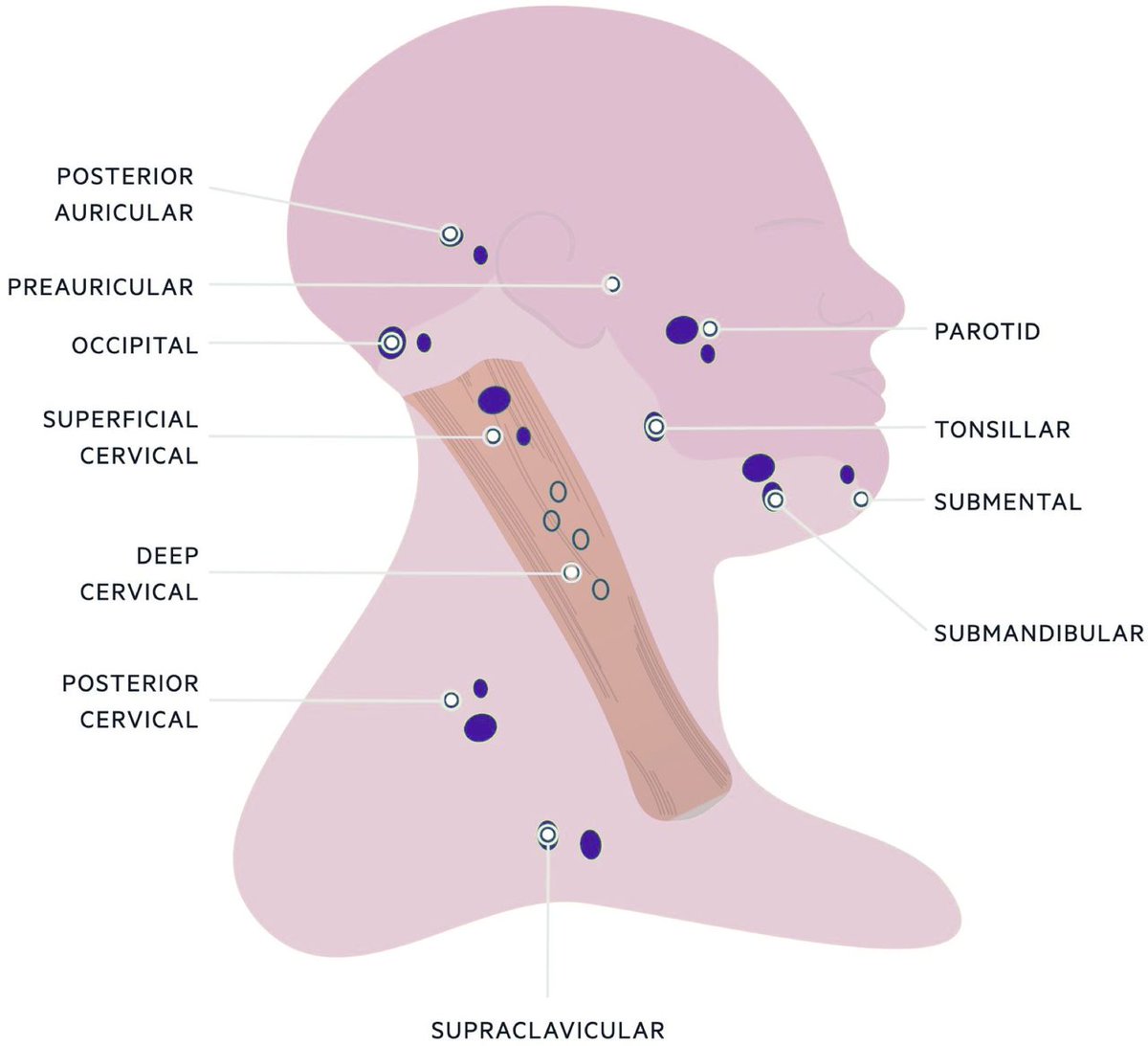 Images Of Lymph Nodes In Neck