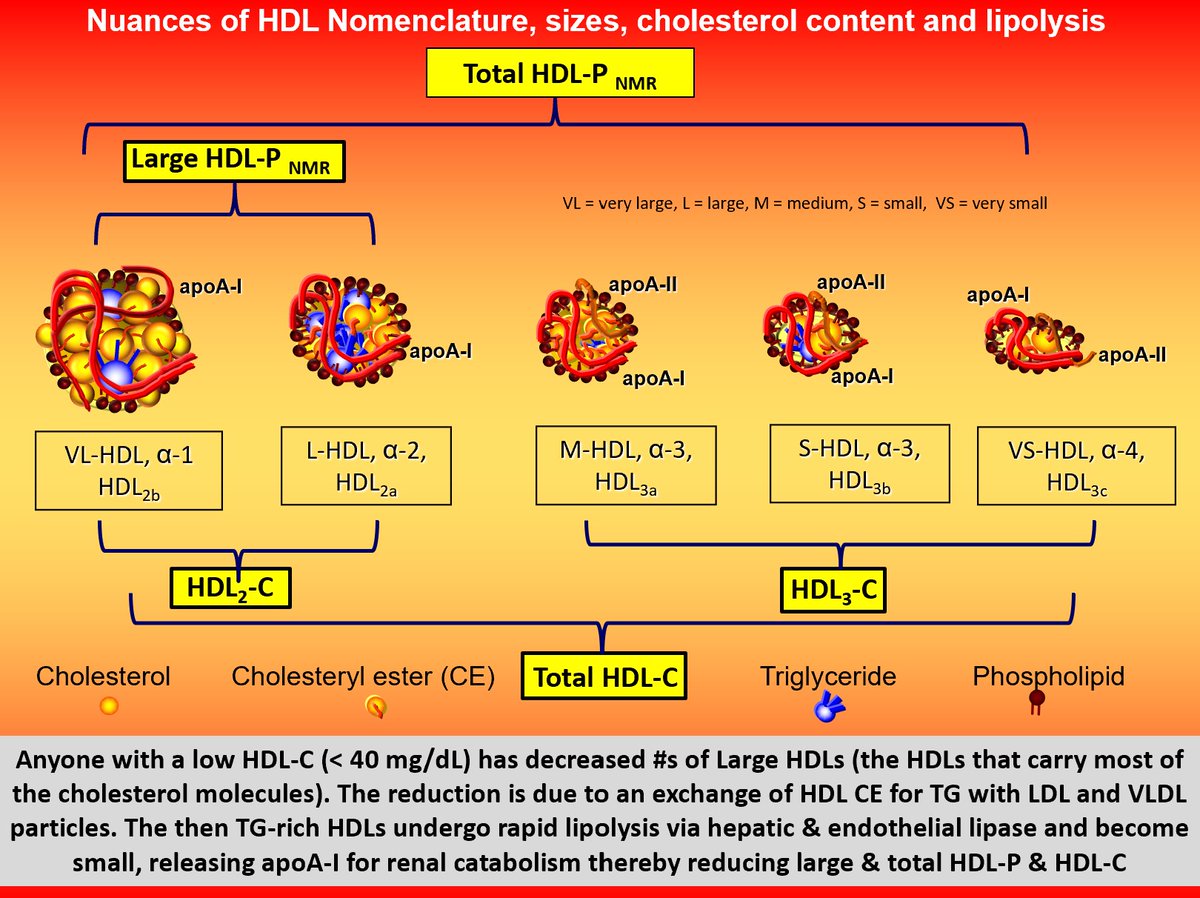 Here is the final part of my Lipid Profile Discussion -looking at HDL-C ...