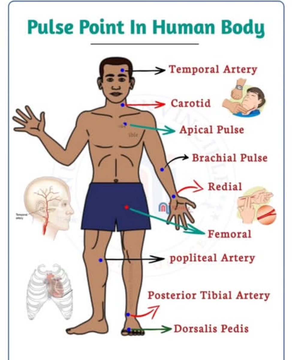 Arterial Pulse Sites