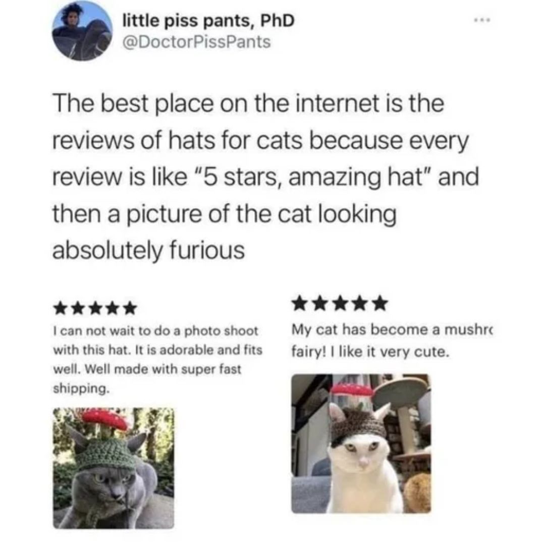 Indeed Cat Meme Lolcats Black Cat LOL At Funny Cat Memes Funny