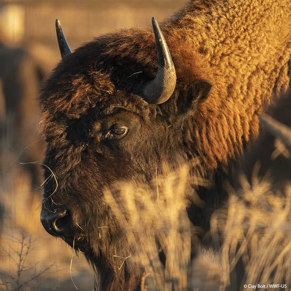 Bison Background Donate To Our Wilder Blean Project | Kent Wildlife