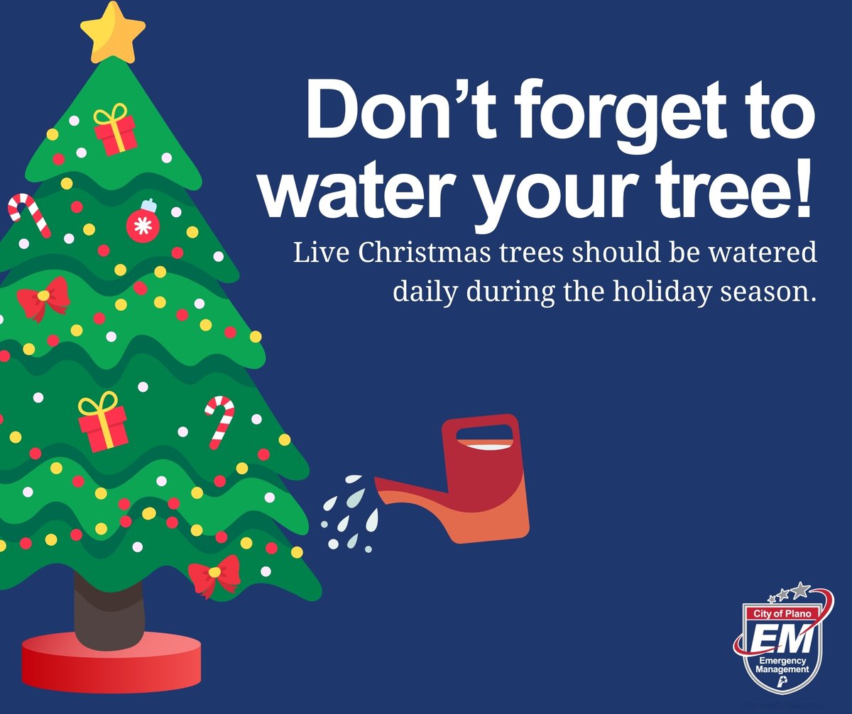 Watering Christmas Tree How To Care For A Real Christmas Tree