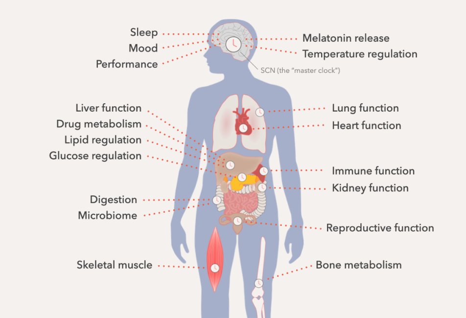 The most misunderstood & undervalued topic in health: Circadian Rhythms ...