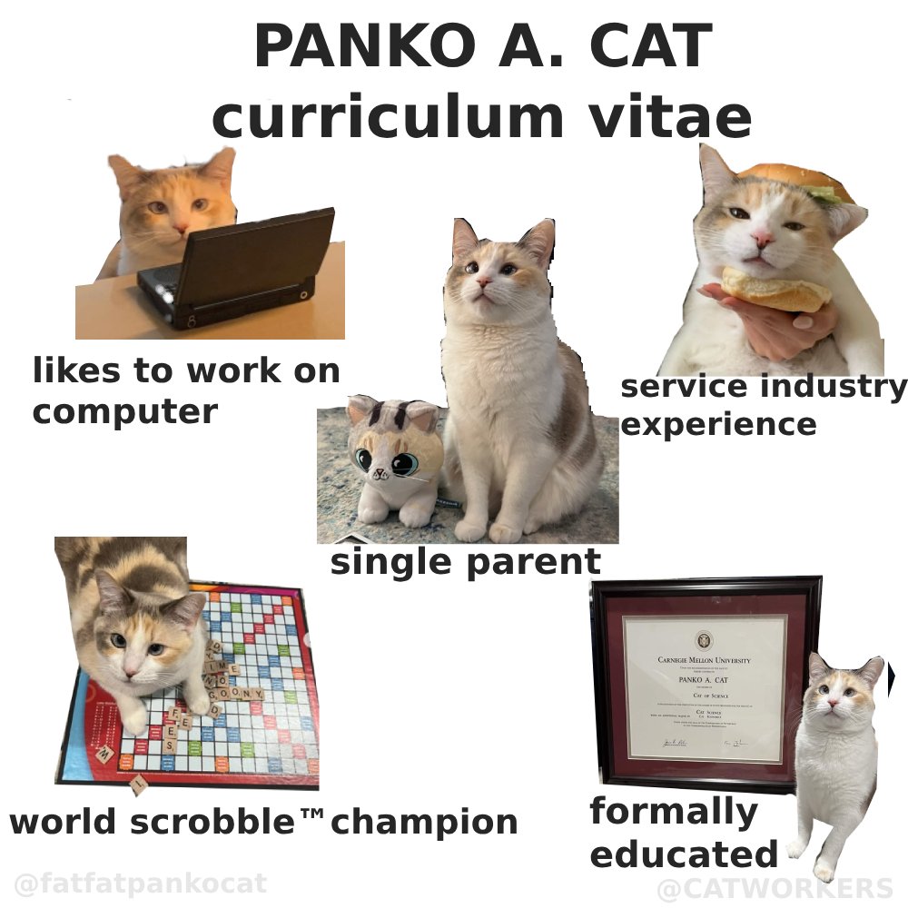 Champion Cat Memes Page 10 | Cat Smoking Meme Images Free Download