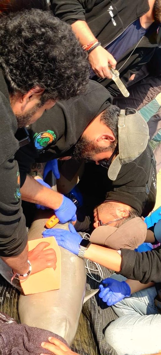 India Marks Historic Milestone with First-Ever Tagging of Ganges River Dolphin in Assam, Funded ...