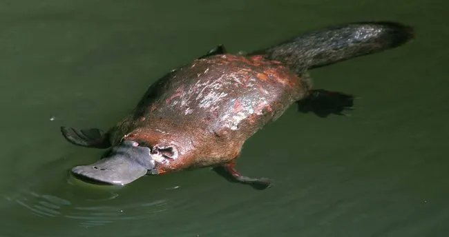 Avustralya'ya giden canlılar neden tuhaf yaratıklara dönüşüyor? (FLOOD ...