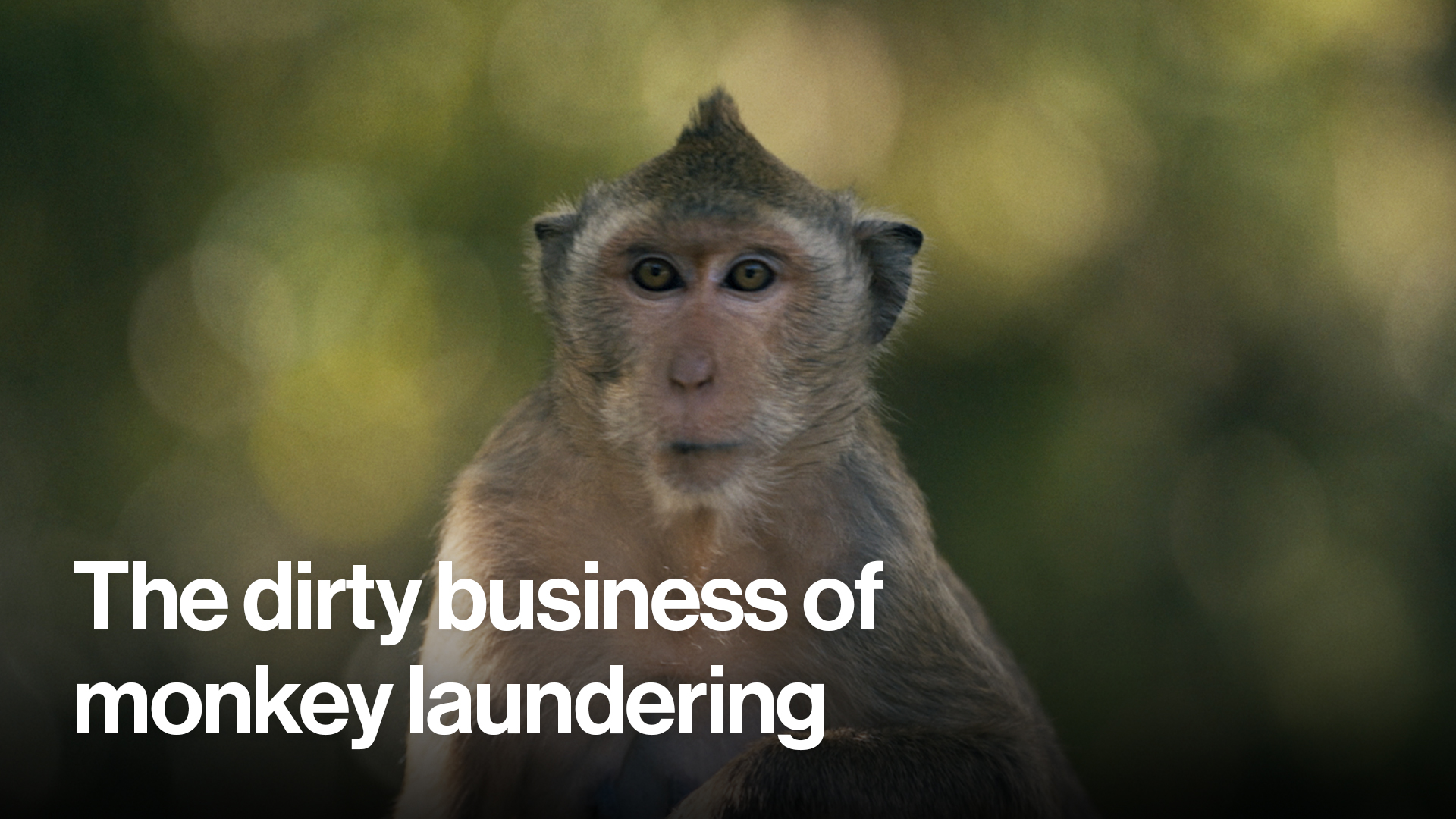 Monkey Work Quotes 48 Monkey Business Ideas | Funny Good Morning