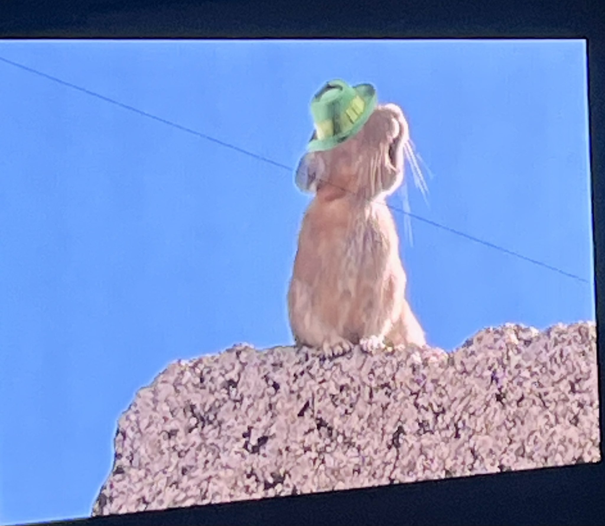 Gopher Dramatique Baby Gopher GIFs | Tenor