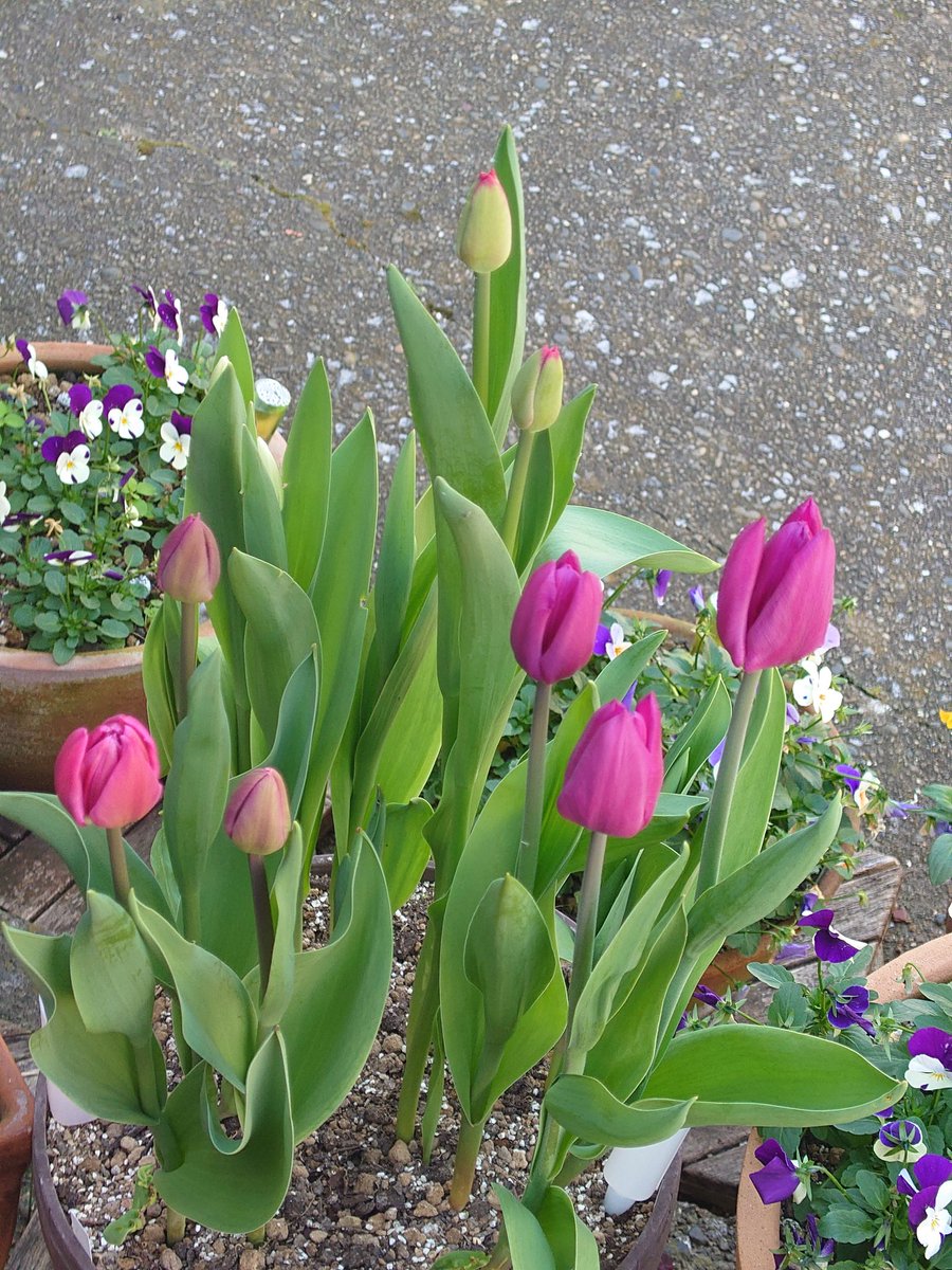 ココネ＠羊術師(@kokone_jp) - Twilog (ツイログ)