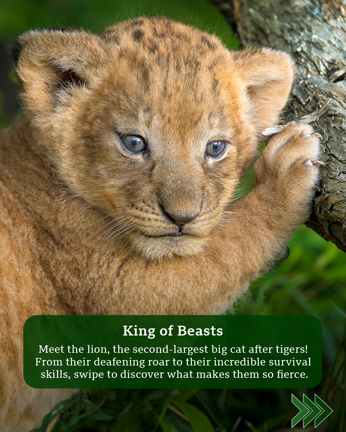 Lion Cub Quotes Bestand:Lion Cub With Mother Cropped.jpg Wikipedia