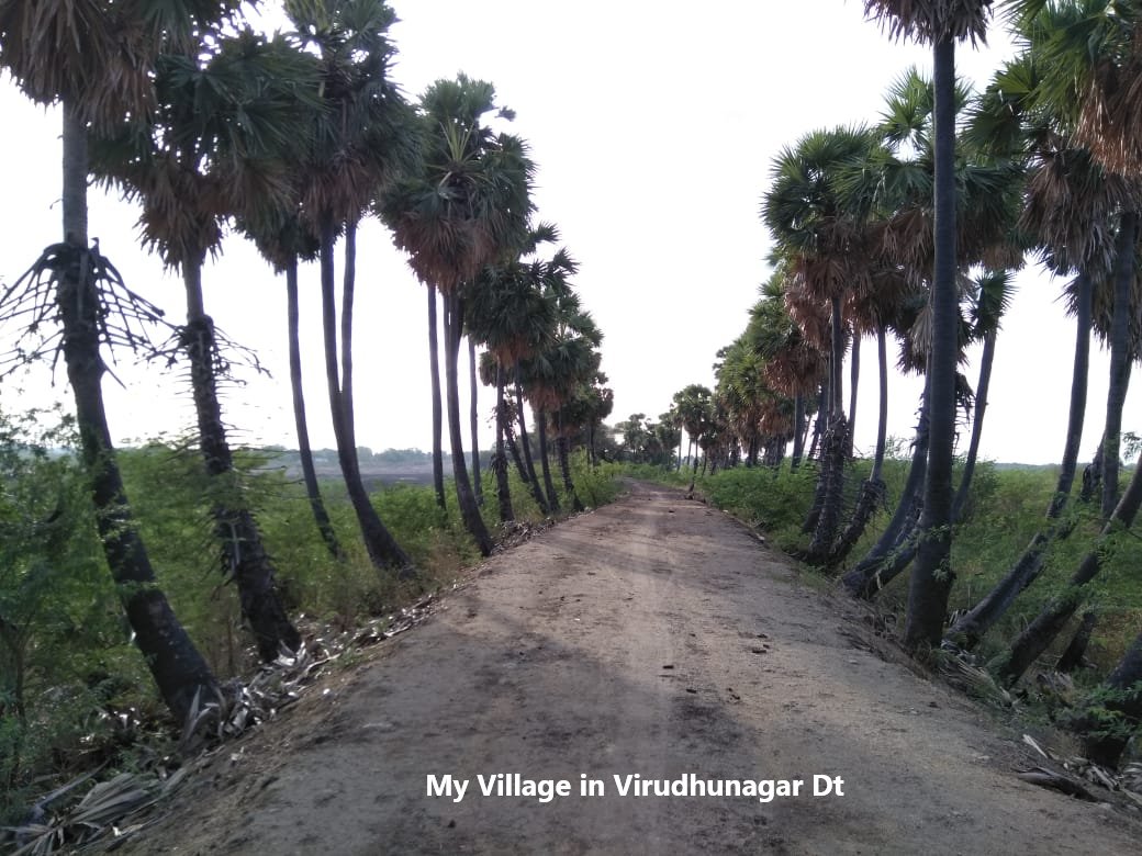 Palmyra Palm (Borassus flabellifer-பனைமரம்) is an Iconic tree of Tamil ...