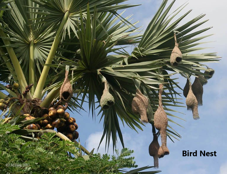 Palmyra Palm (Borassus flabellifer-பனைமரம்) is an Iconic tree of Tamil ...