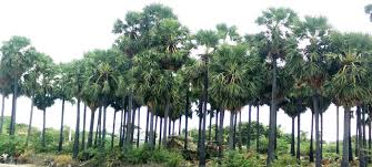 Palmyra Palm (Borassus flabellifer-பனைமரம்) is an Iconic tree of Tamil ...