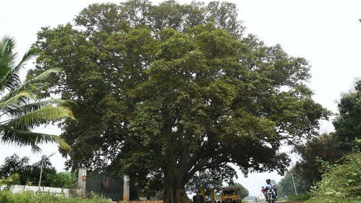 Palmyra Palm (Borassus flabellifer-பனைமரம்) is an Iconic tree of Tamil ...