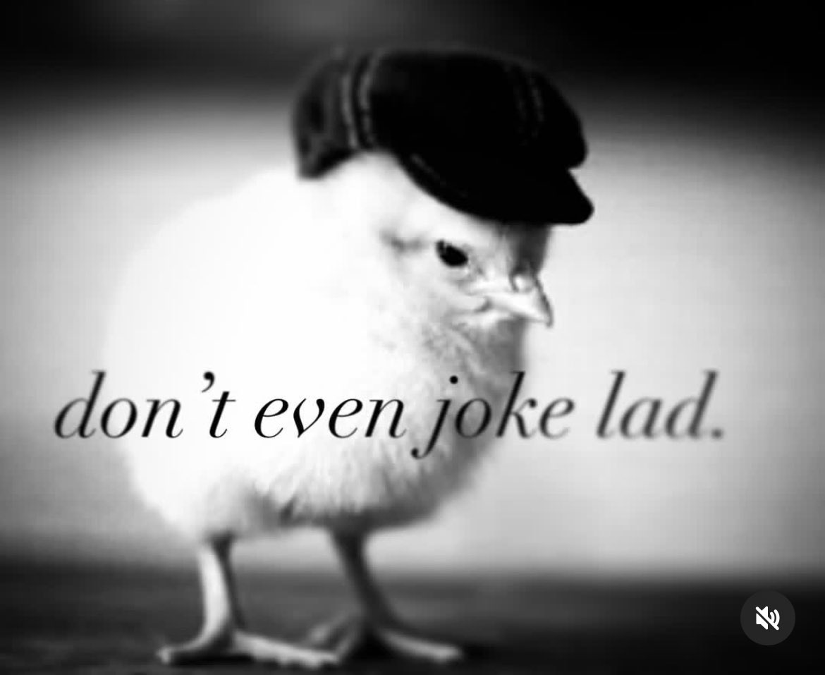 Little Chicken Memes