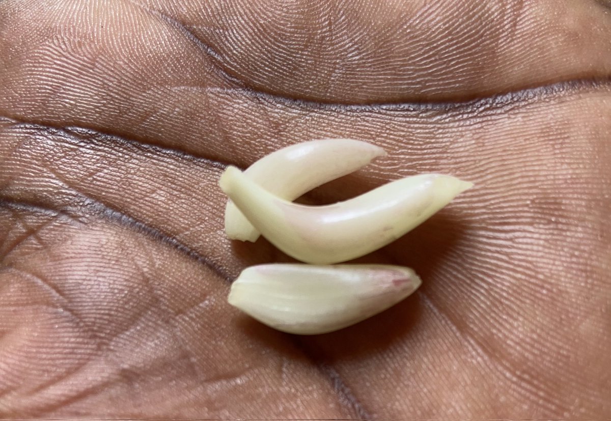 Unafahamu SIRI ya Vitunguu Swaumu Kwenye Kuongeza Uwezo ktk Tendo? Uzi ...