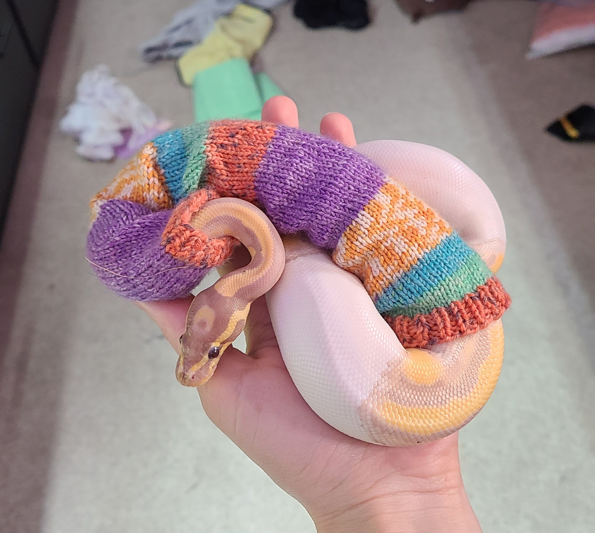 Snakes Wearing Sweaters