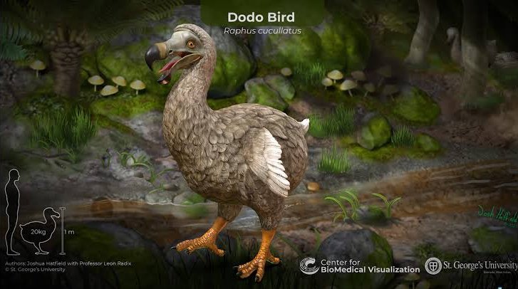 🧵 Kashmiri Artisans Revive the Memory of Dodos What is a dodo? 🔖 Save ...