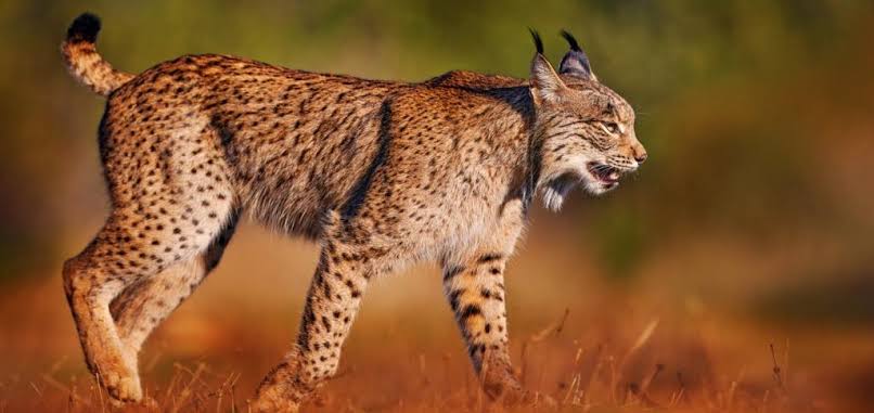 IUCN Red List Update 2024: Key Species Status Changes Iberian Lynx ...