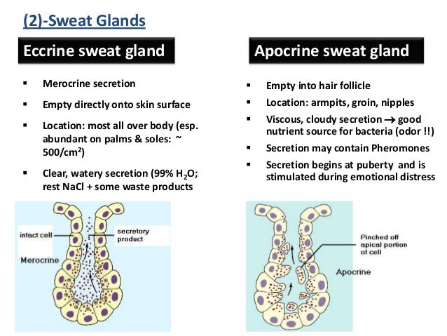 Conductive sweat glands? The human body has them Here’s yet another ...