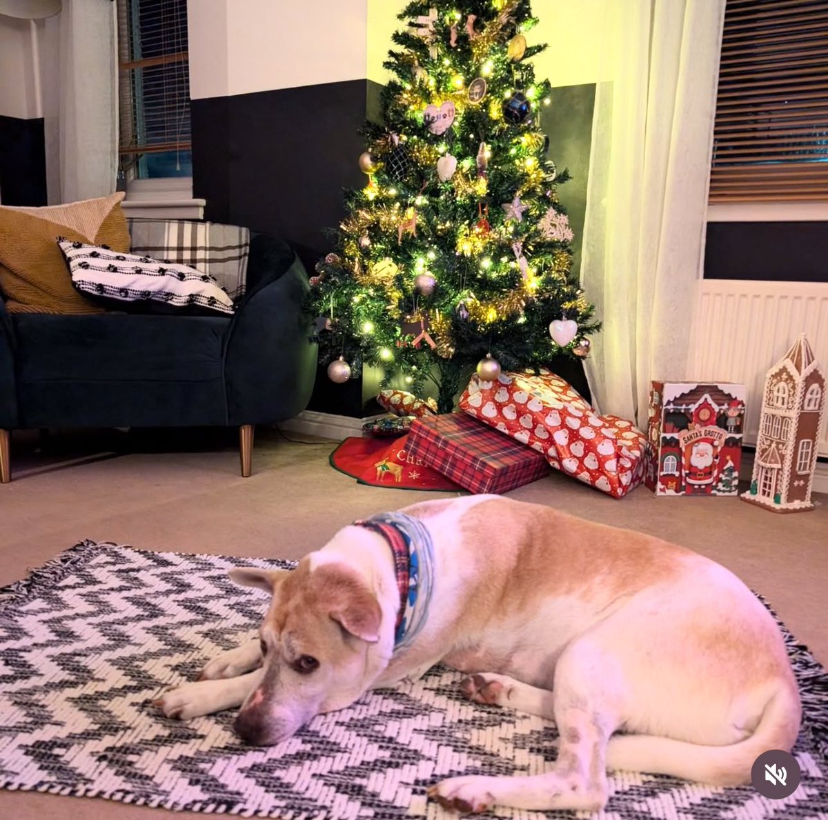 Niall Harbison's Threads – Thread Reader App