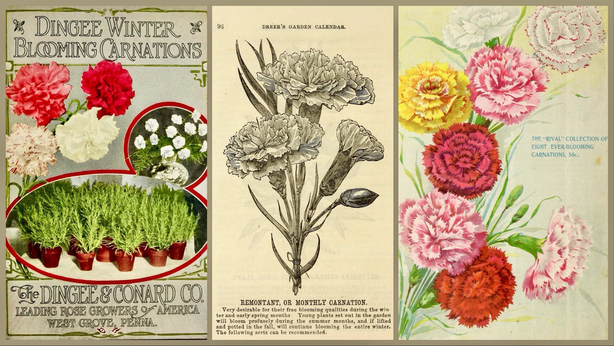 Drawings Carnation Garden Growing Delicate Carnations In Pebbly Rock