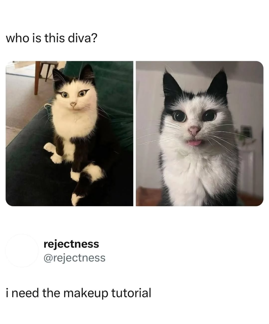 Diva Status Memes More Project Diva X Memes | Vocaloid Amino