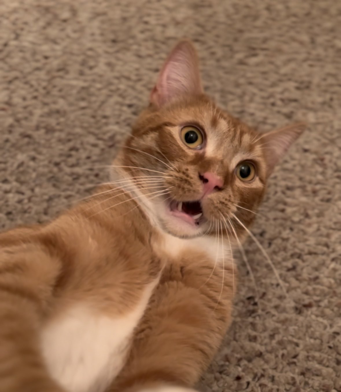 Cat Face Text Message