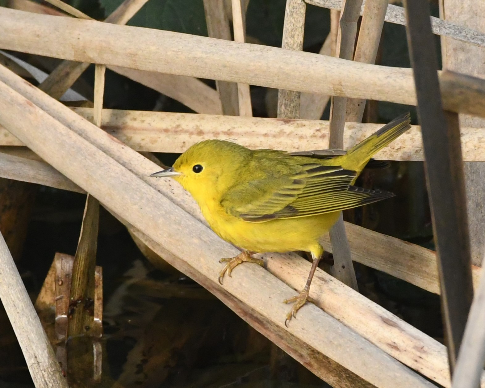 Yellow Warbler Female Photographing Yellow Warblers In Spring