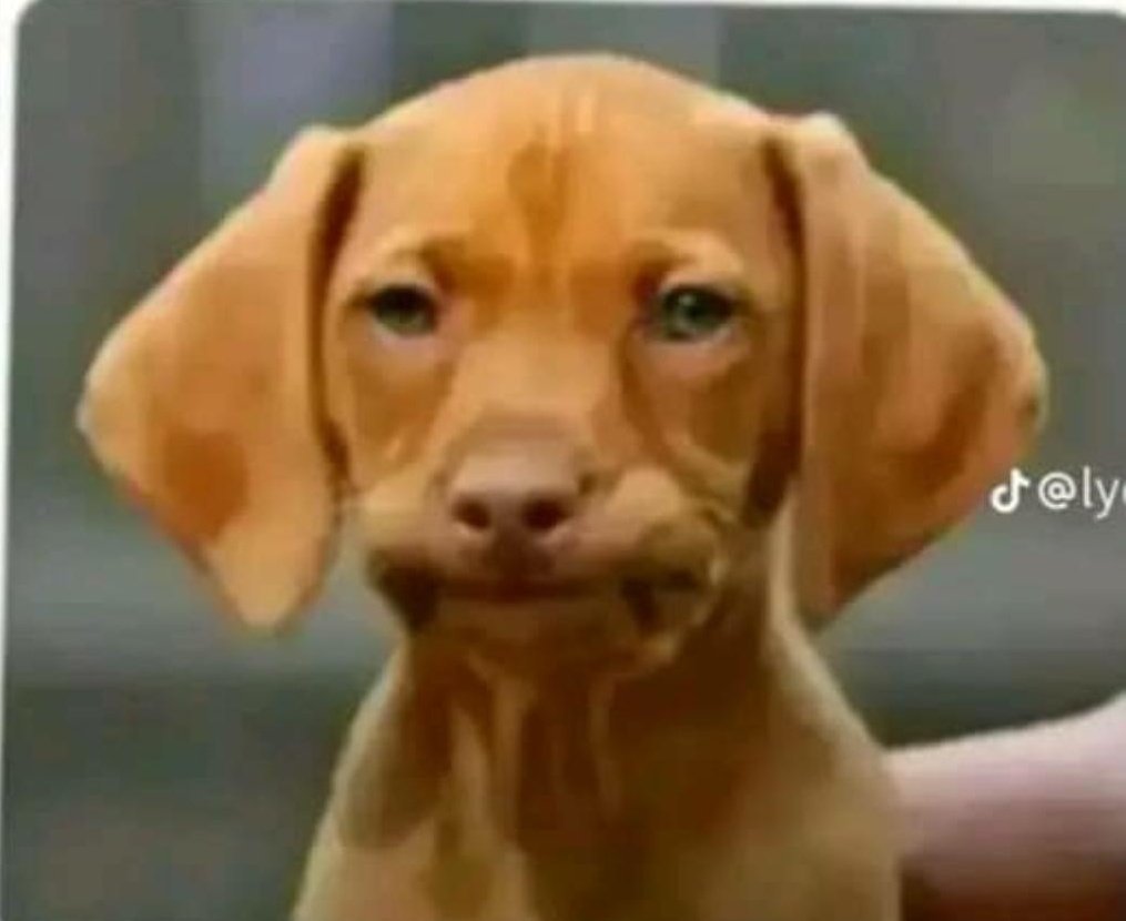 Frustrated Dog Memes Meme Creator Funny BYE FELICIA Meme Generator