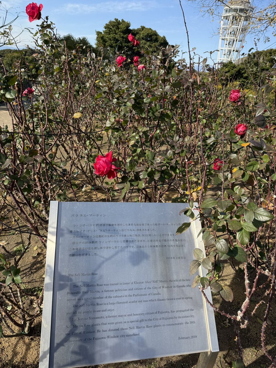 TIL Paul Martin’s mom/Paul Martin Sr.’s wife, Nell Martin, has a rose ...