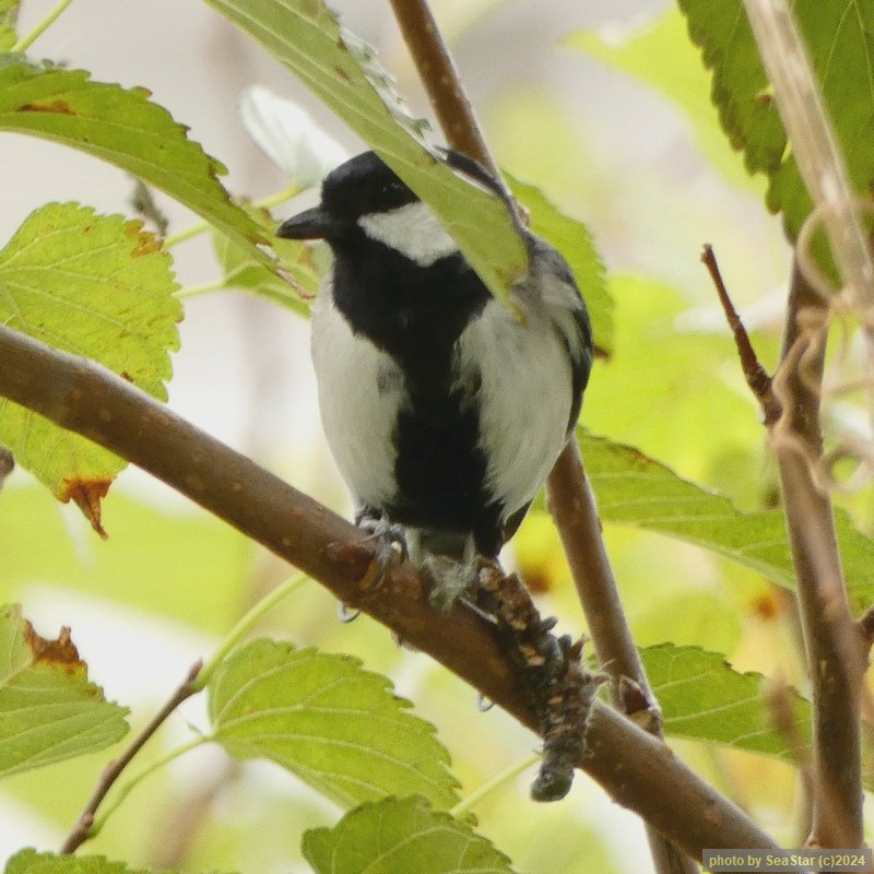 SeaStar , 海星(@UmiHoshi) - Twilog (ツイログ)