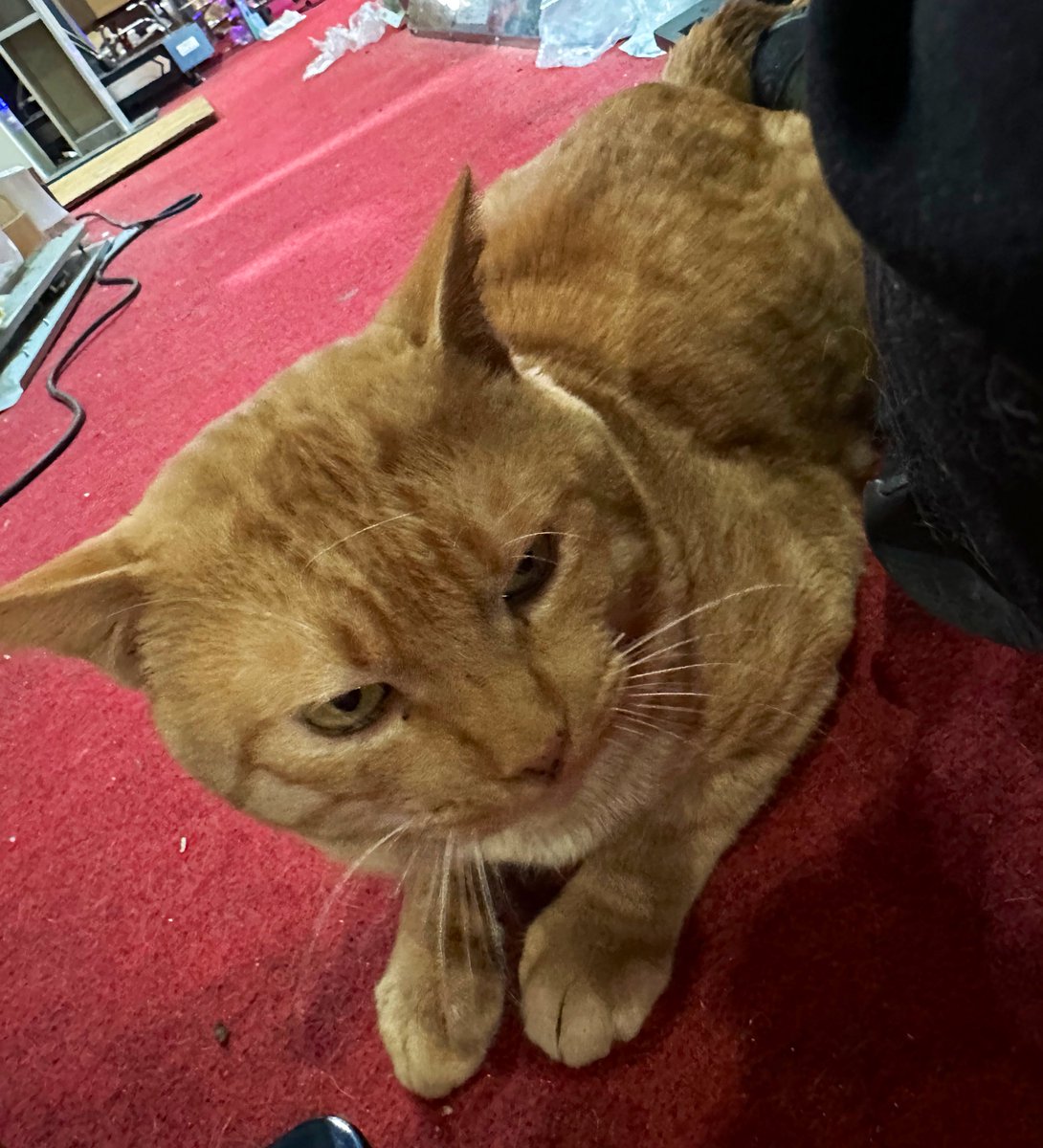 🎼 桃姫きゃる:||(@ppcal_calace) - Twilog (ツイログ)