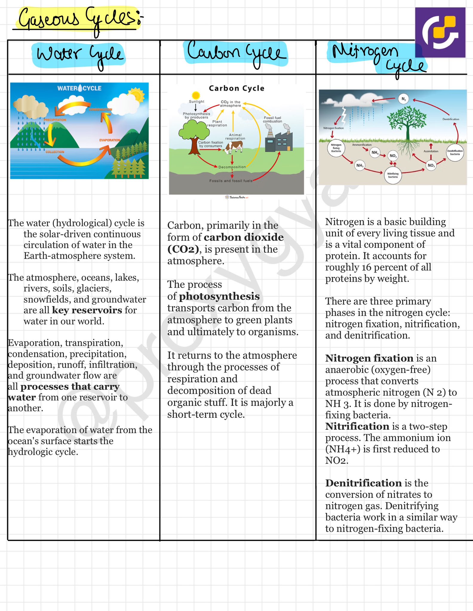 Water Carbon And Nitrogen Cycle Worksheet Biogeochemical Cycles