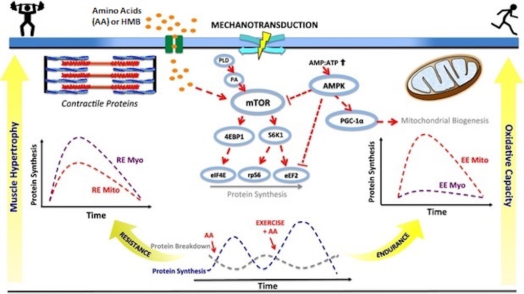 THE ULTIMATE GUIDE TO MUSCLE GROWTH Although exercise is important ...