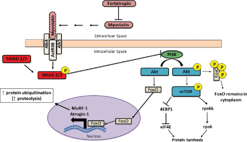 THE ULTIMATE GUIDE TO MUSCLE GROWTH Although exercise is important ...