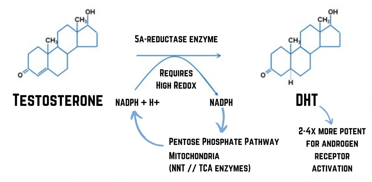 THE ULTIMATE GUIDE TO MUSCLE GROWTH Although exercise is important ...