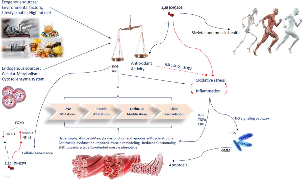 THE ULTIMATE GUIDE TO MUSCLE GROWTH Although exercise is important ...