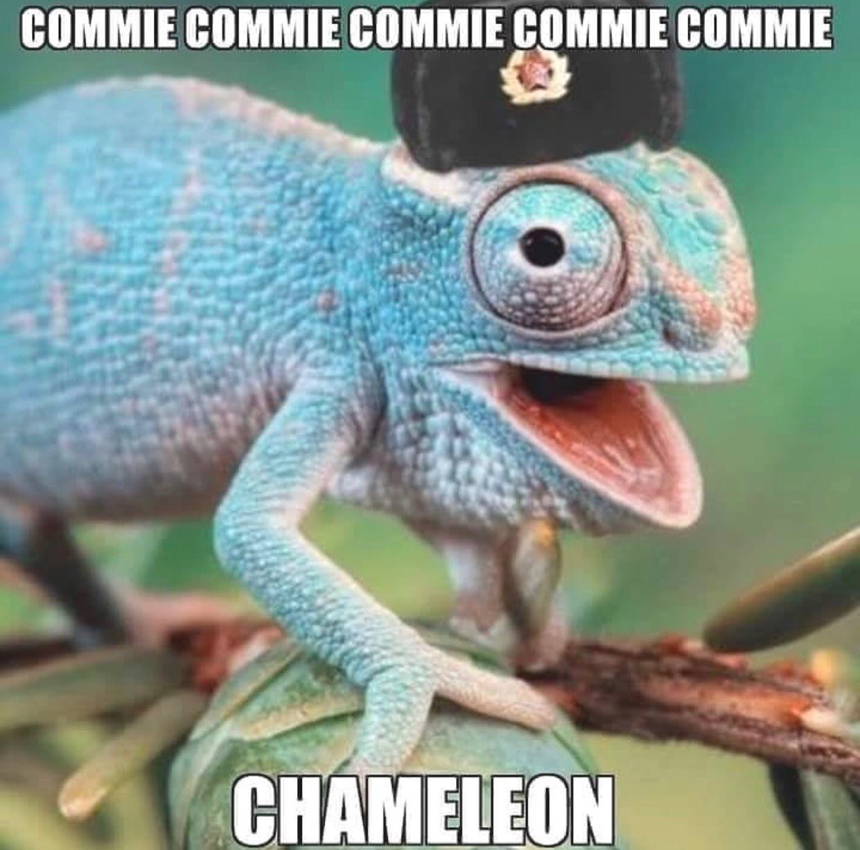 Comma Chameleon Memes MattWestb · GitHub
