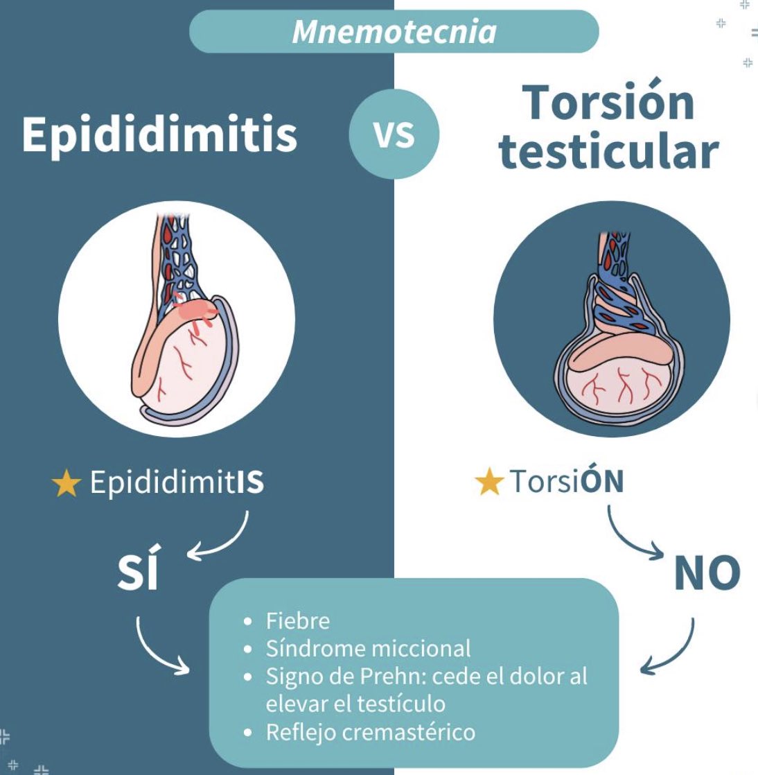 Prueba Del Reflejo Cremastérico